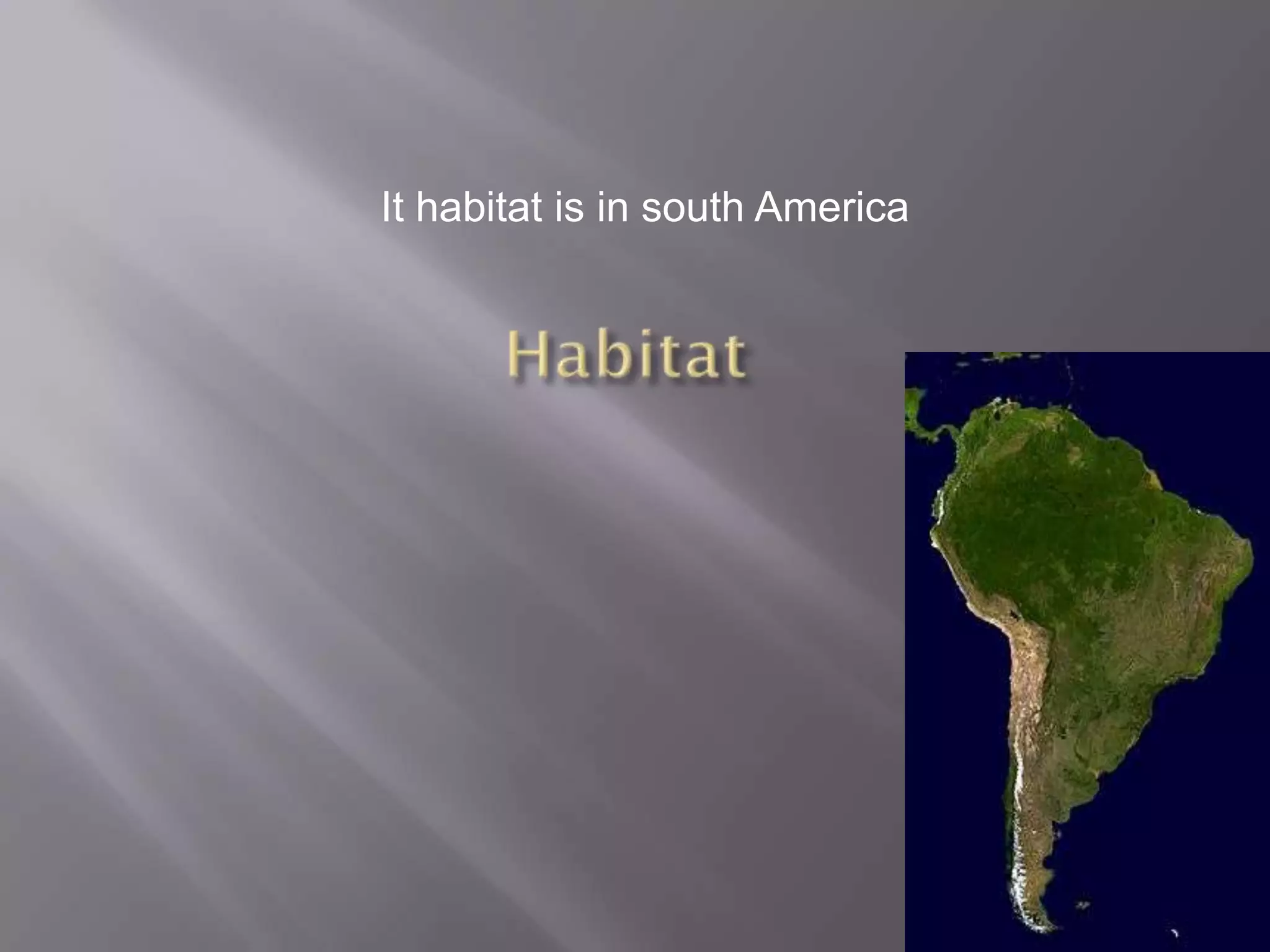 The King condor | PPTX