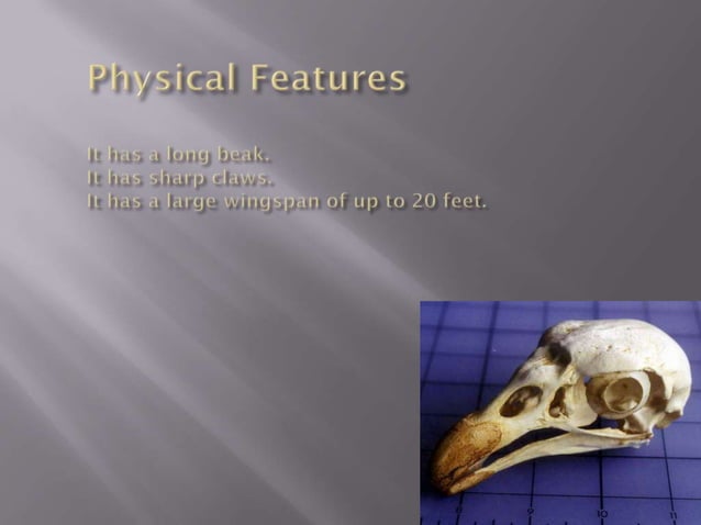 The King condor | PPT