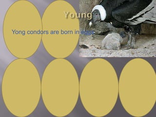 The King condor | PPTX