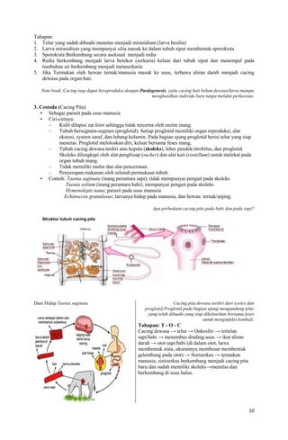 Kingdom animalia | PDF