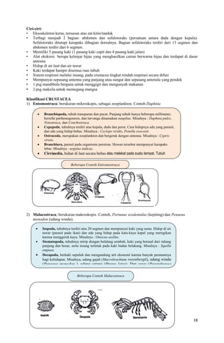 Kingdom animalia | PDF