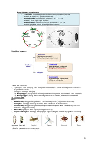 Kingdom animalia | PDF