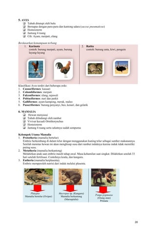 Kingdom animalia | PDF