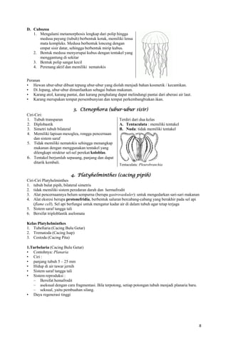 Kingdom animalia | PDF