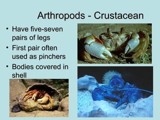 Kingdom-Animalia. General Biology 2 ppt ppt | PPT