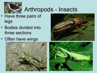Kingdom-Animalia. General Biology 2 ppt ppt | PPT