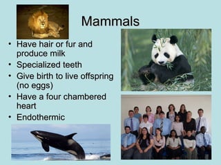 Kingdom-Animalia. General Biology 2 ppt ppt | PPT