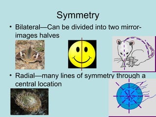 Kingdom-Animalia. General Biology 2 ppt ppt | PPT