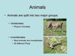 Kingdom-Animalia. General Biology 2 ppt ppt | PPT