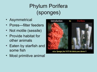 Kingdom-Animalia. General Biology 2 ppt ppt | PPT