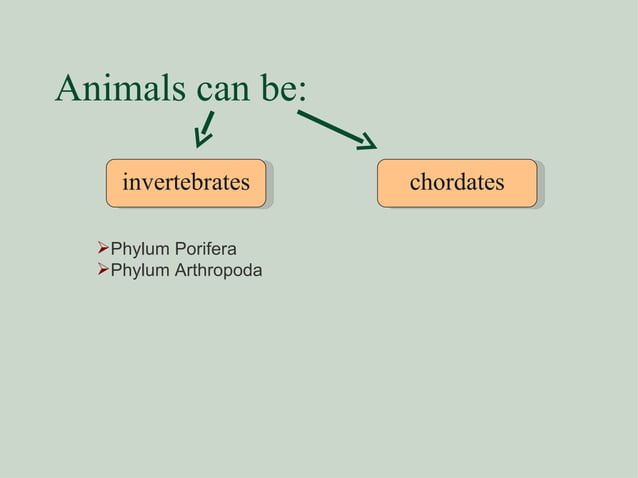 Kingdom Animalia Survey | PPT | Biological Sciences | Science