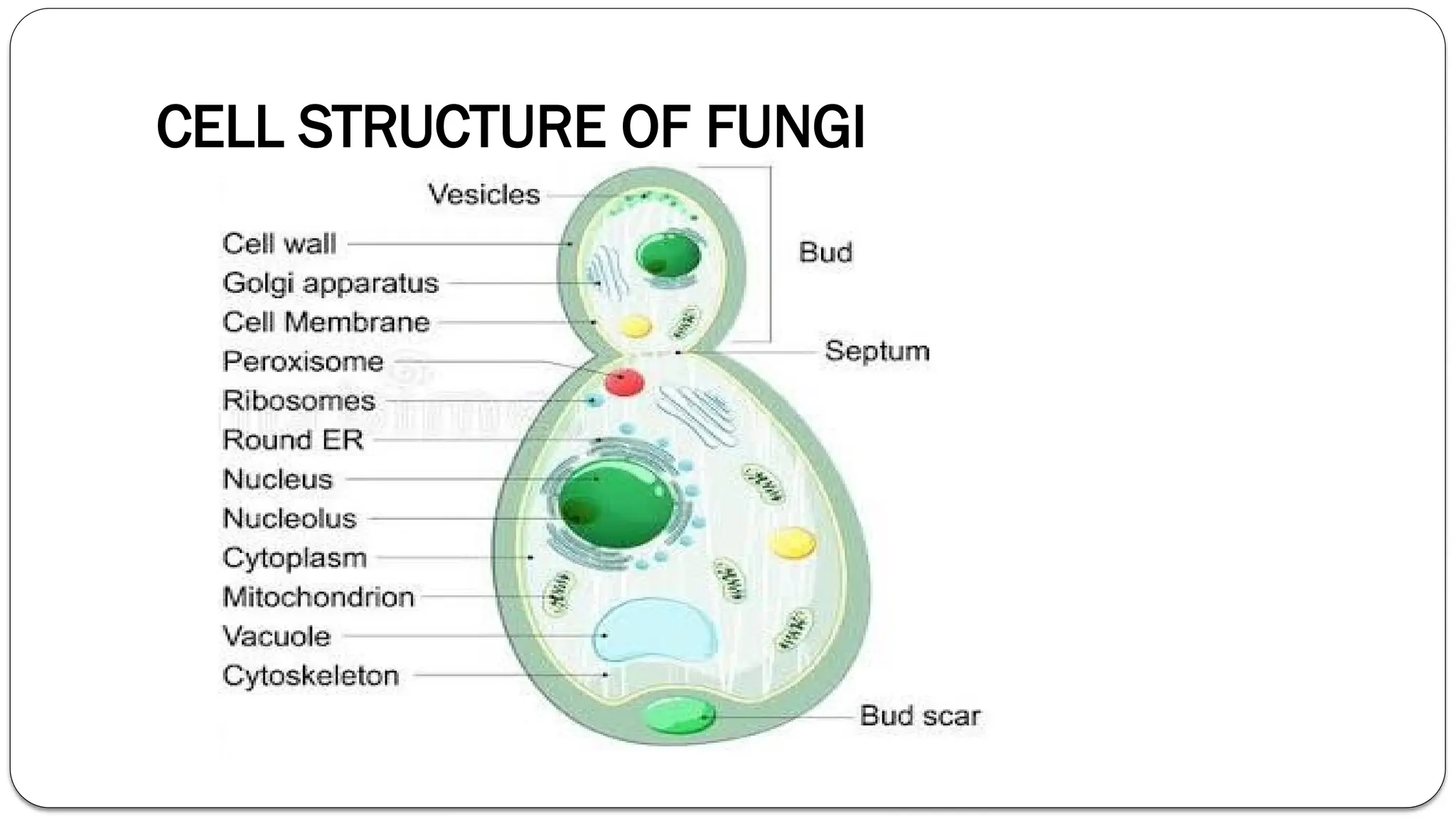 TOPIC:KINGDOM-FUNGI BY DARADI GOSWAMI.pptx