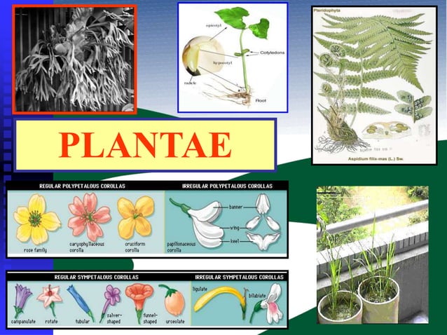 kingdom-plantae macam-macam tumbuhan berdasarkan kelasnya.ppt