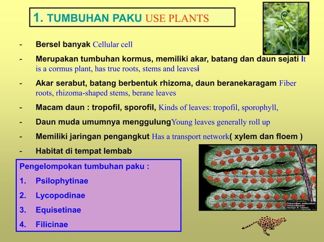 kingdom-plantae macam-macam tumbuhan berdasarkan kelasnya.ppt