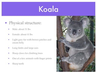 Kingdom Animalia | PPT