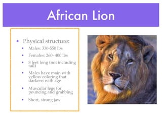 Kingdom Animalia | PPT