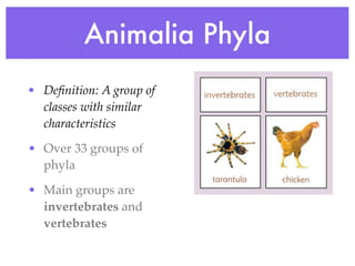 Kingdom Biology Definition