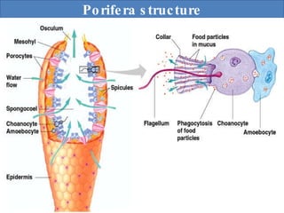 Kingdom animalia | PPT