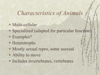 Kingdom animalia | PPT