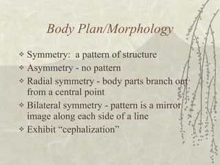 Kingdom animalia | PPT