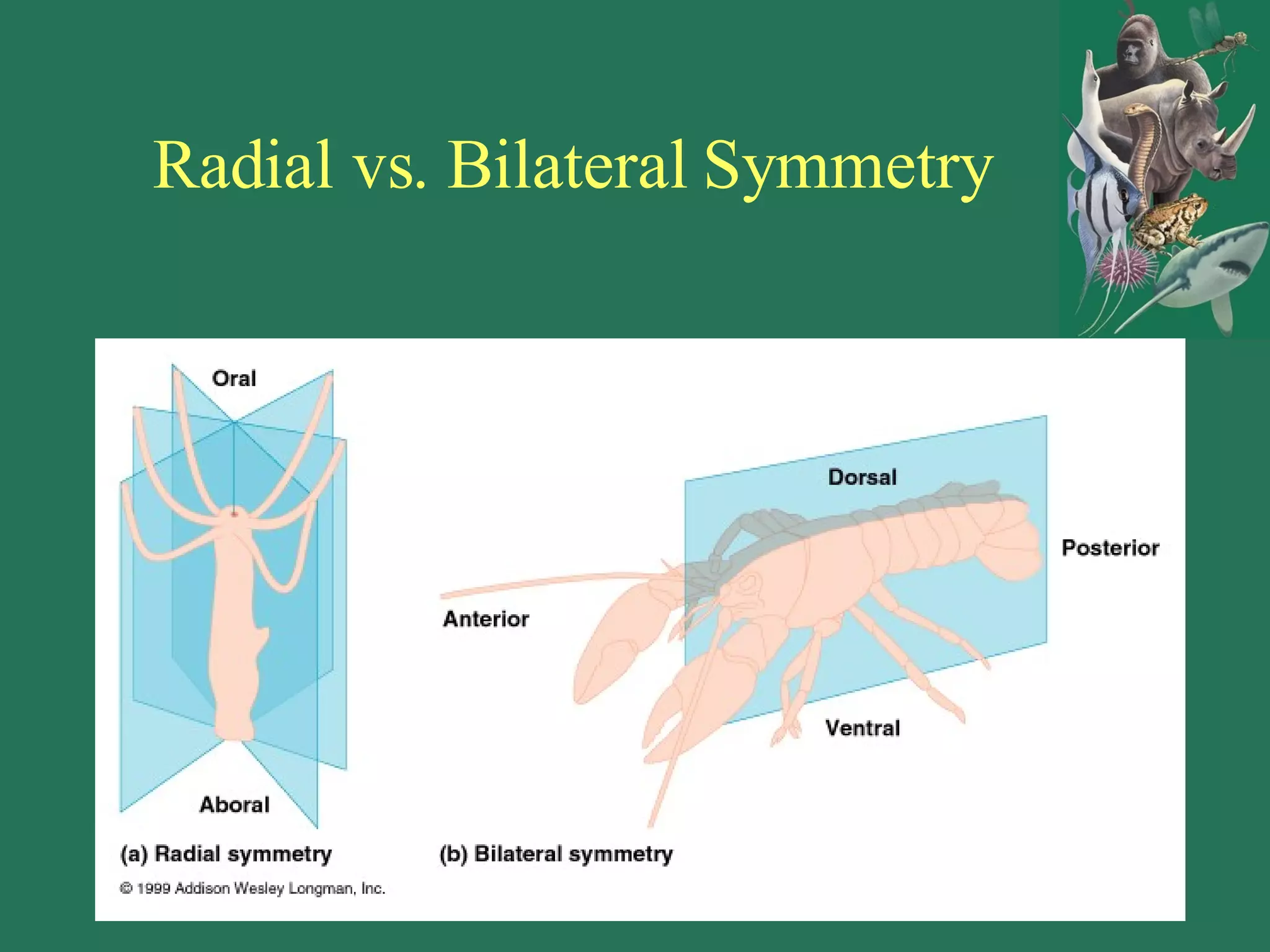 Kingdom Animalia | PPT