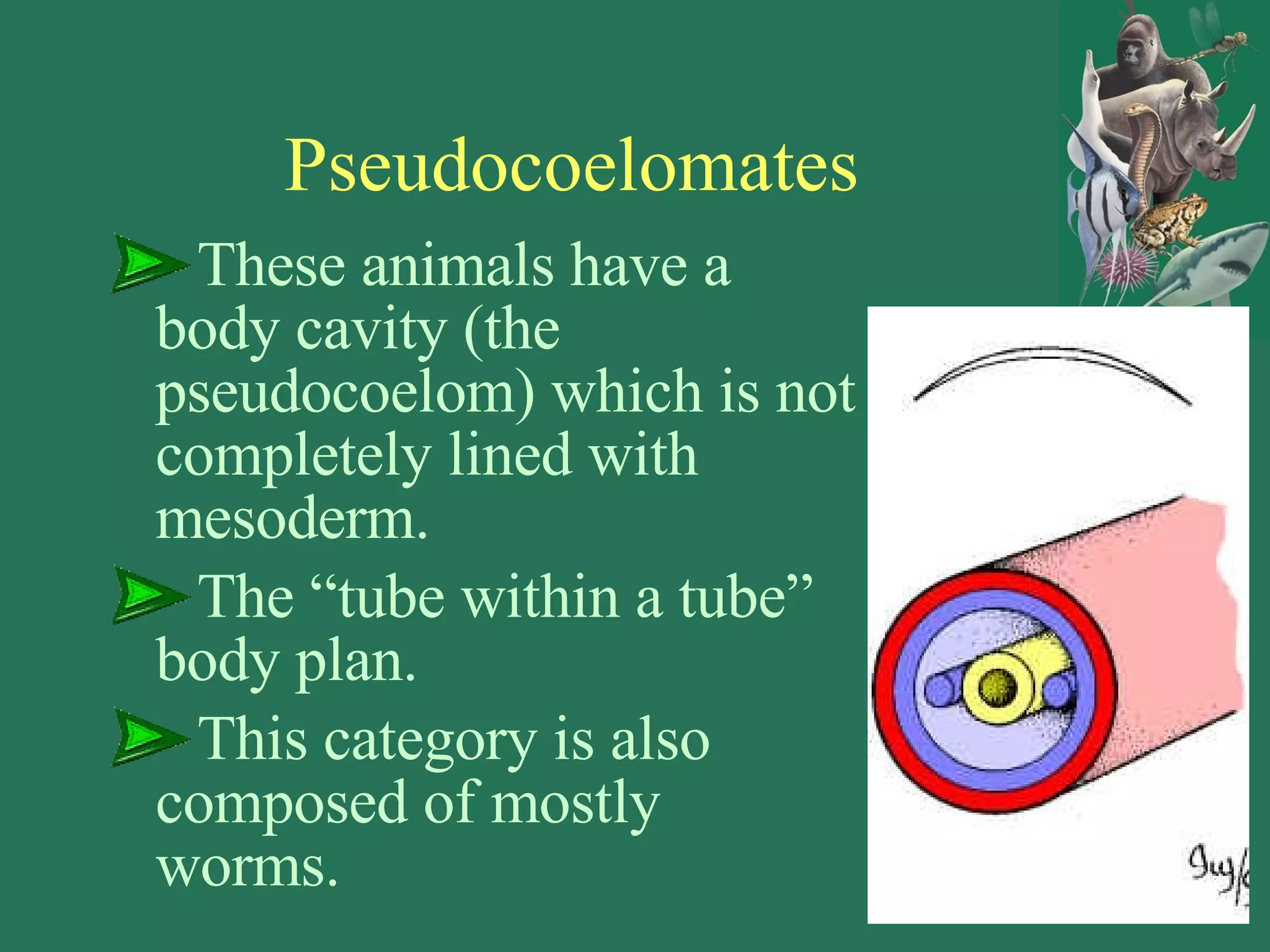 Kingdom Animalia | PPT