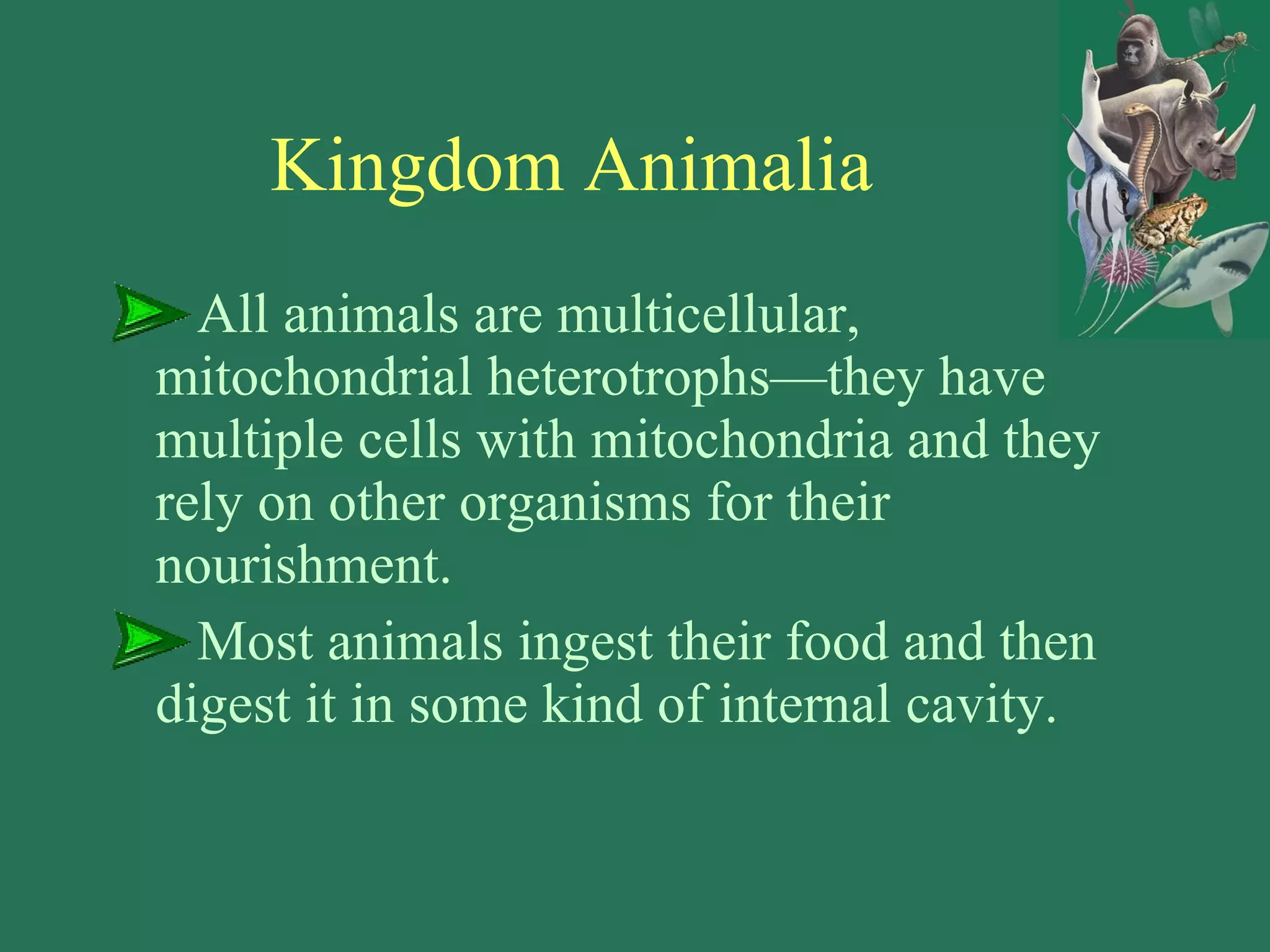 Kingdom Animalia | PPT