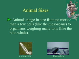 Kingdom Animalia | PPT