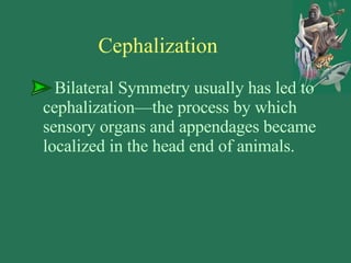 Kingdom Animalia | PPT