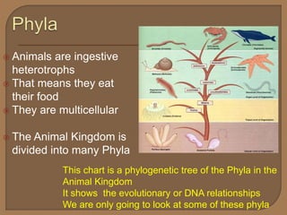 Kingdom animalia | PPTX