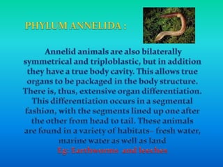 Kingdom animalia | PPTX