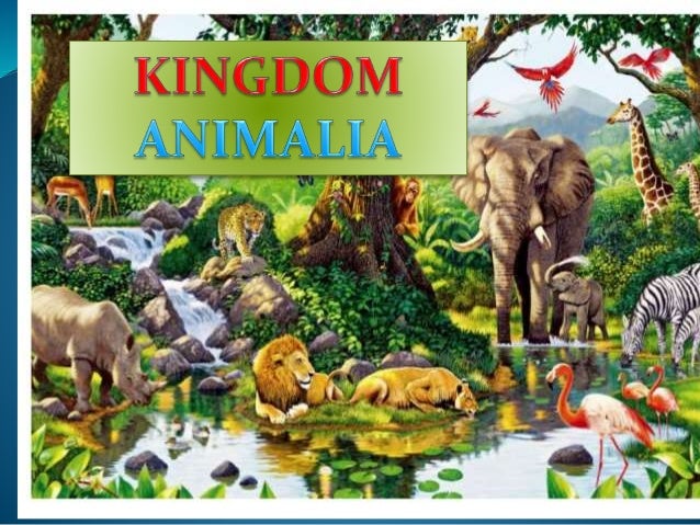 Kingdom animalia