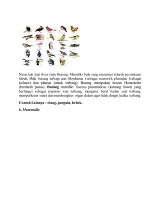 Kingdom animalia | DOCX