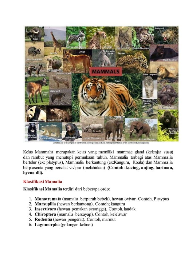 Kingdom animalia | PDF