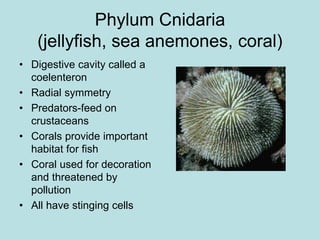 Kingdom Animalia.ppt