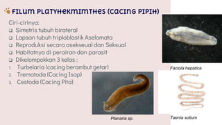 kingdom animalia.pptx