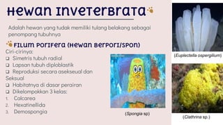 kingdom animalia.pptx