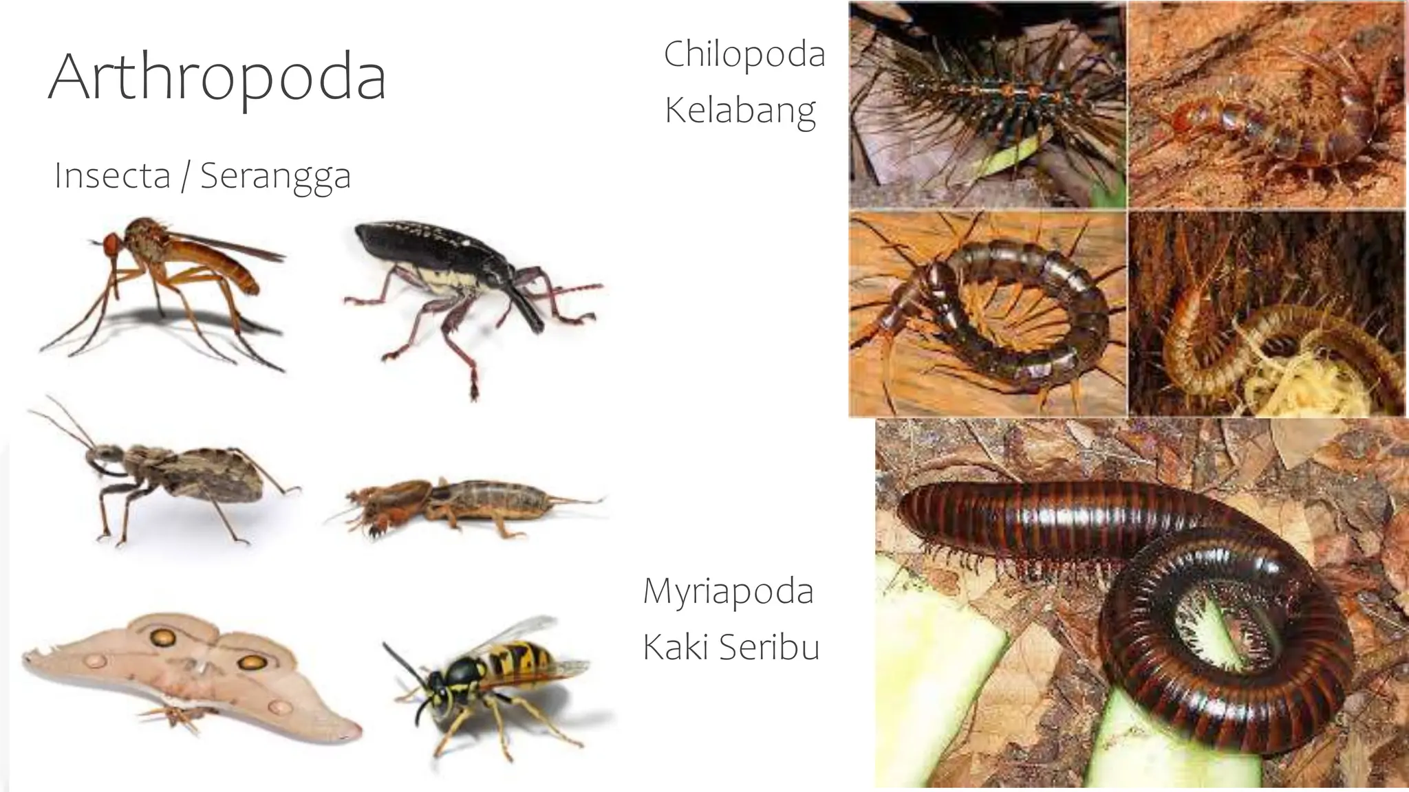 Kingdom Animalia - Klasifikasi Makhluk Hidup.pptx | Free Download