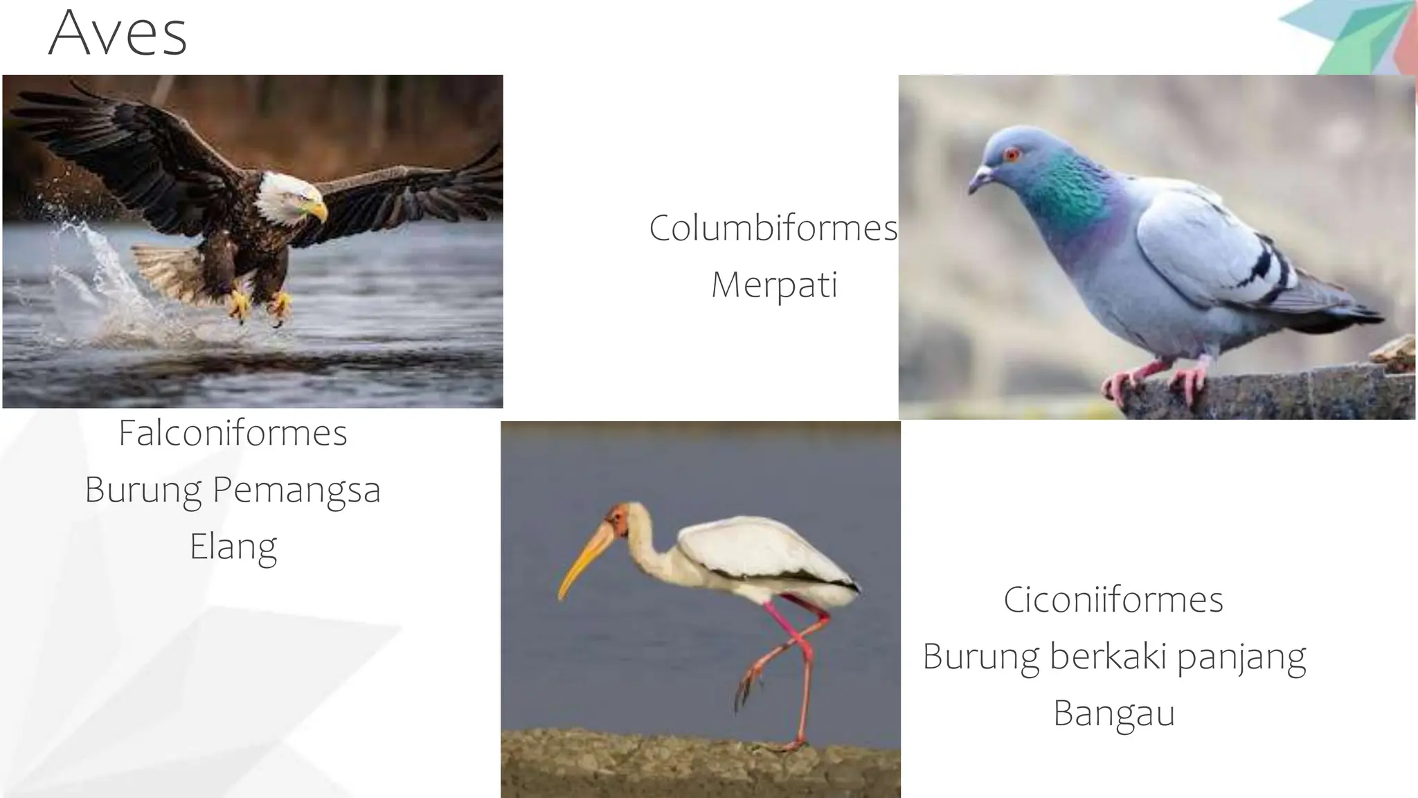 Kingdom Animalia - Klasifikasi Makhluk Hidup.pptx