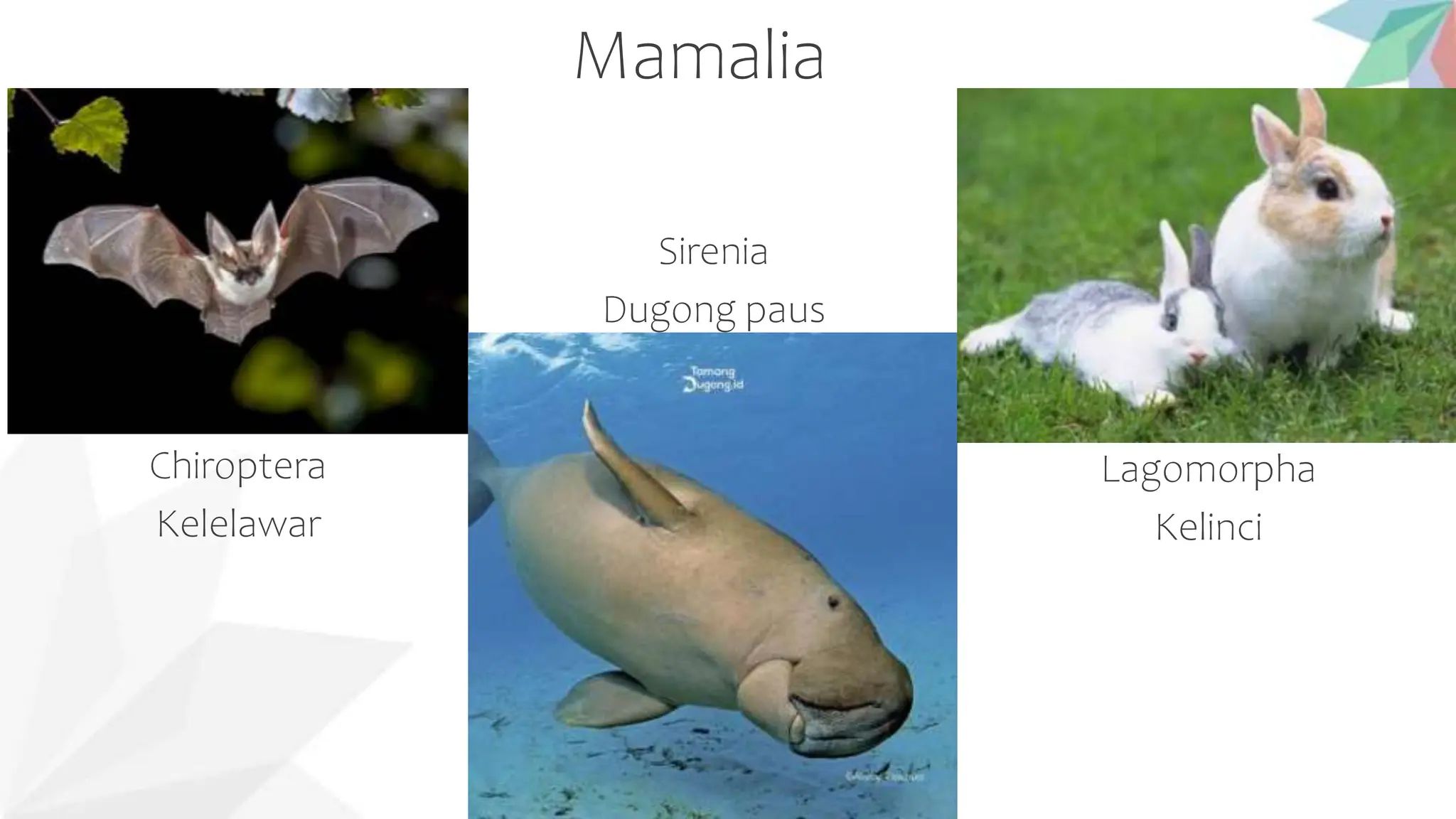 Kingdom Animalia - Klasifikasi Makhluk Hidup.pptx