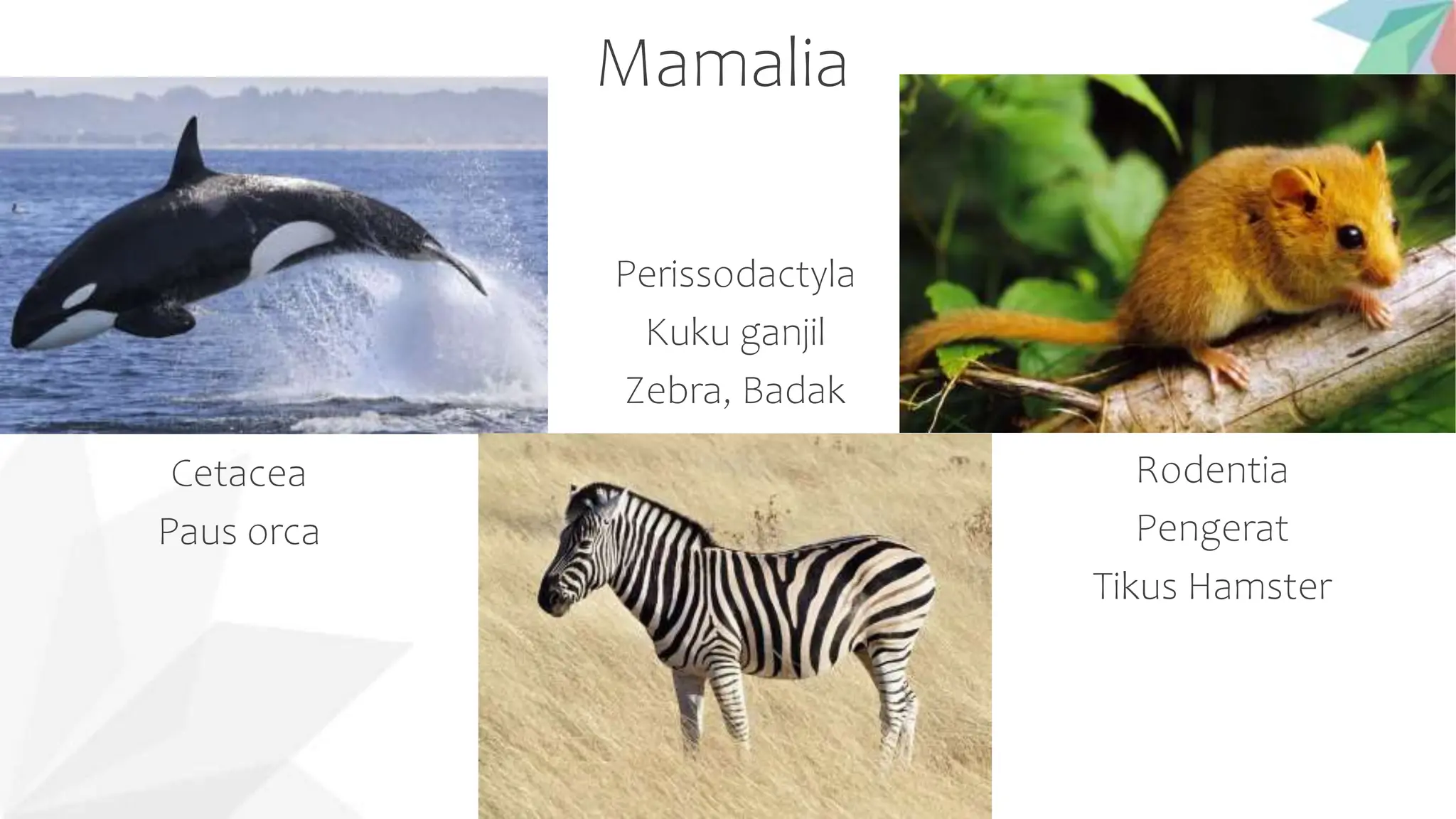 Kingdom Animalia - Klasifikasi Makhluk Hidup.pptx