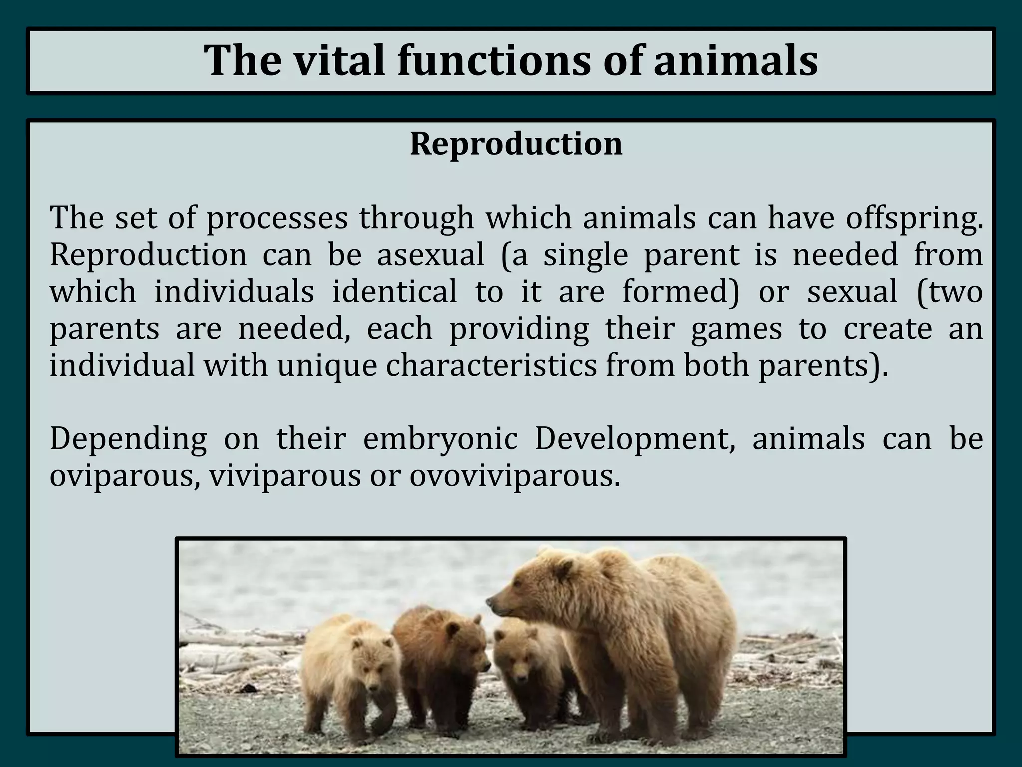 Kingdom Animalia - Introduction and vital functions | PPTX