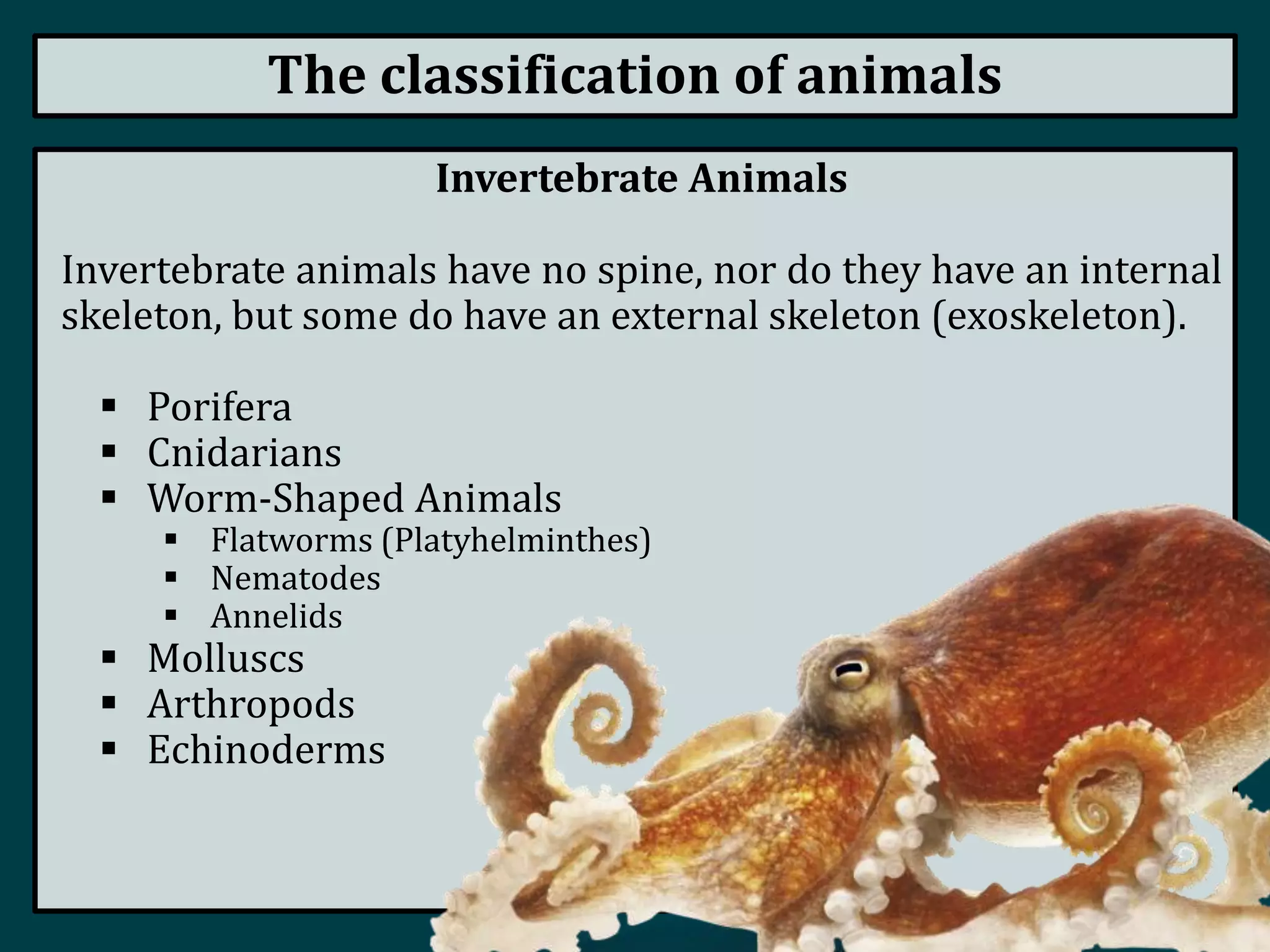Kingdom Animalia - Introduction and vital functions | PPTX