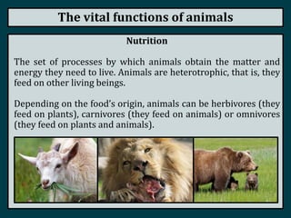 Kingdom Animalia - Introduction and vital functions | PPT