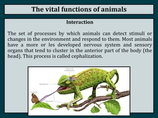 Kingdom Animalia - Introduction and vital functions | PPT