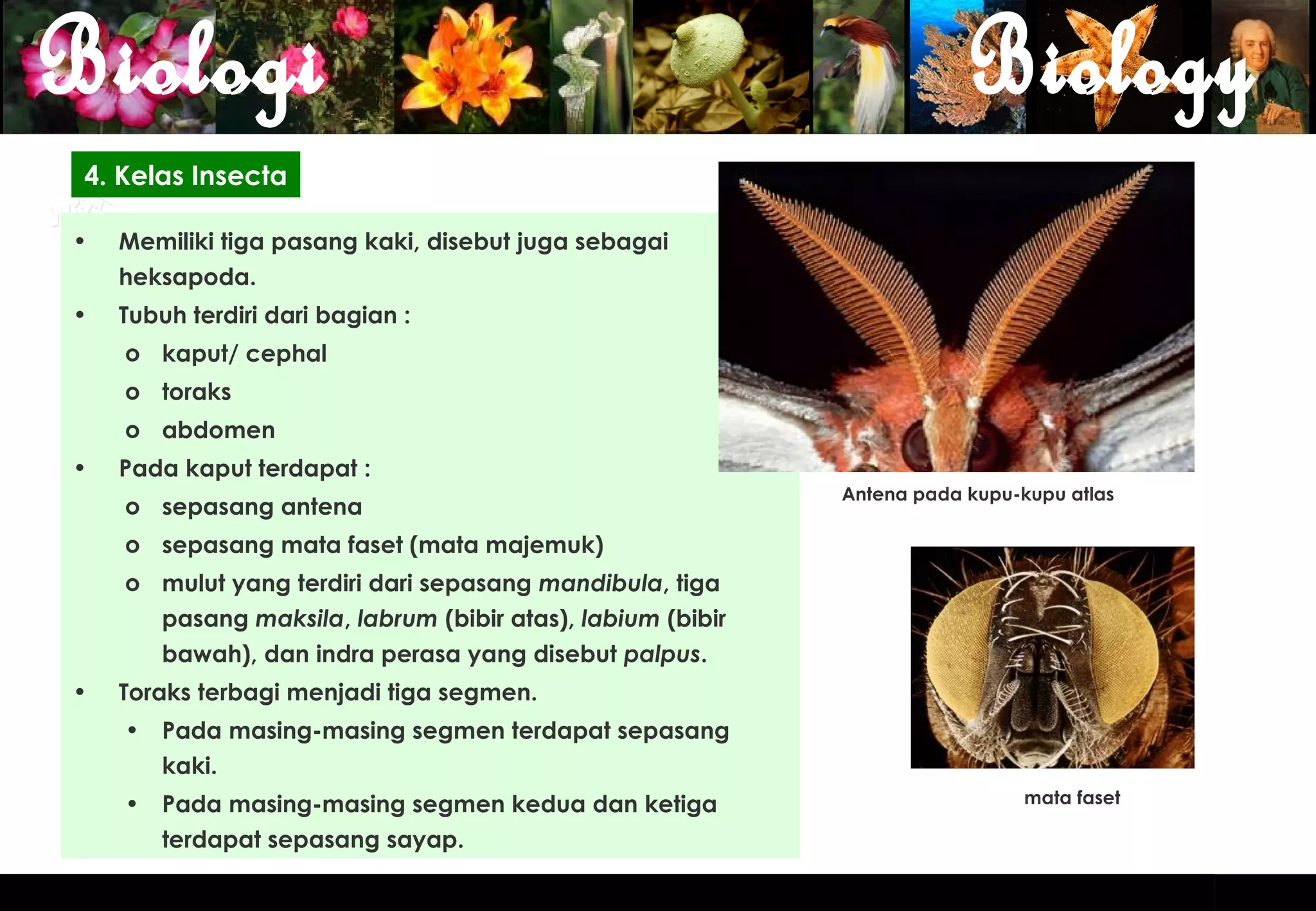 Arthropoda | PPT