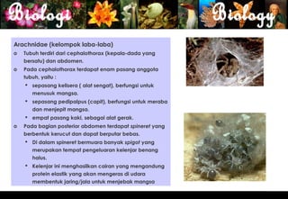 Arthropoda | PPT