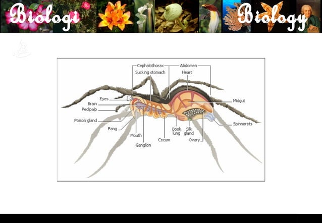Arthropoda | PPT