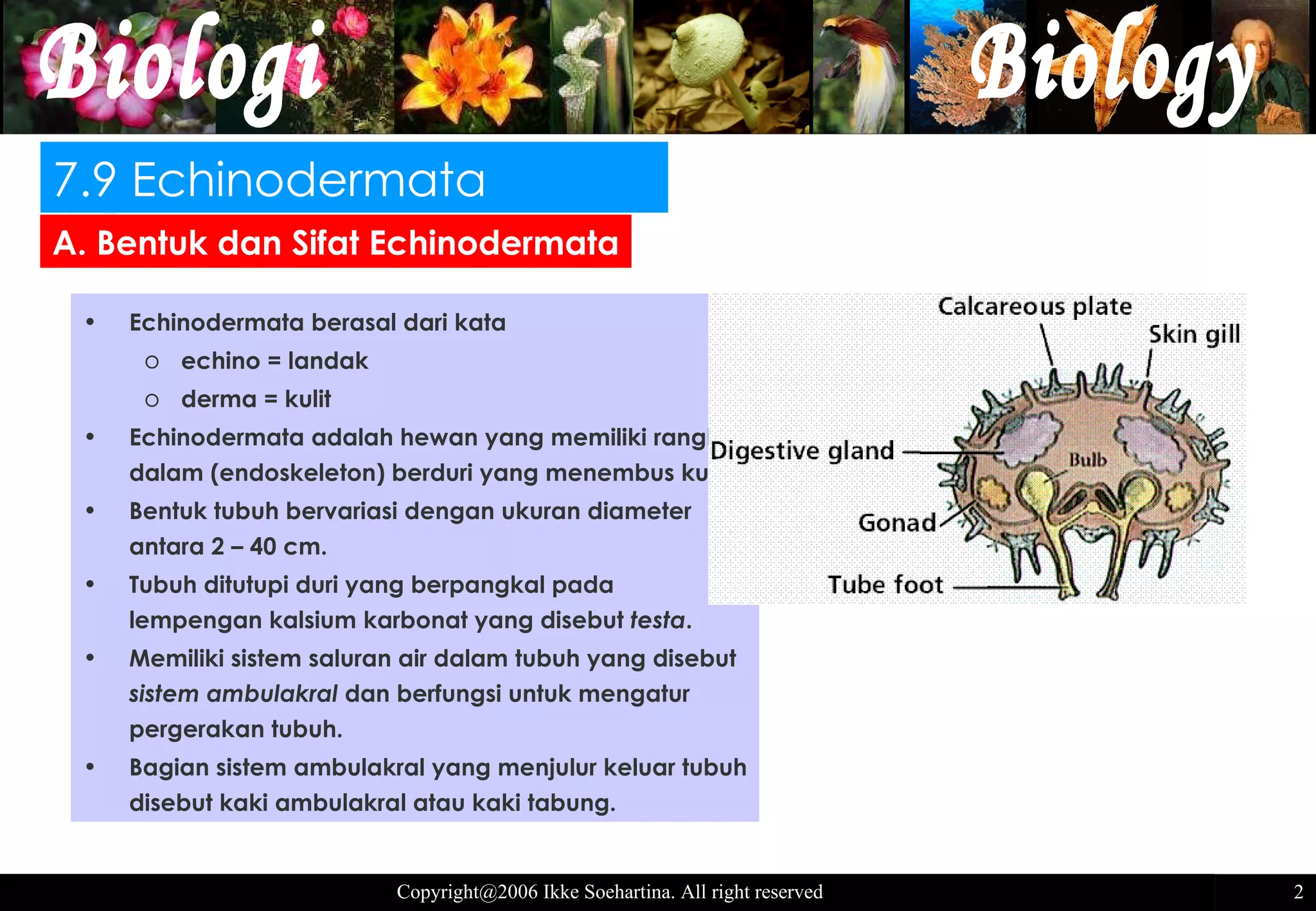 Kingdom Animalia Invertebrata Echinodermata | PPT