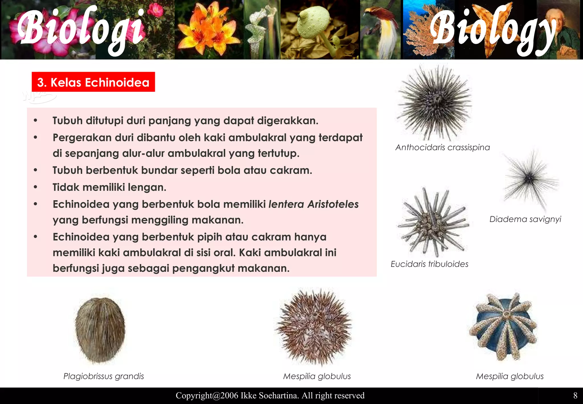 Kingdom Animalia Invertebrata Echinodermata | PPT